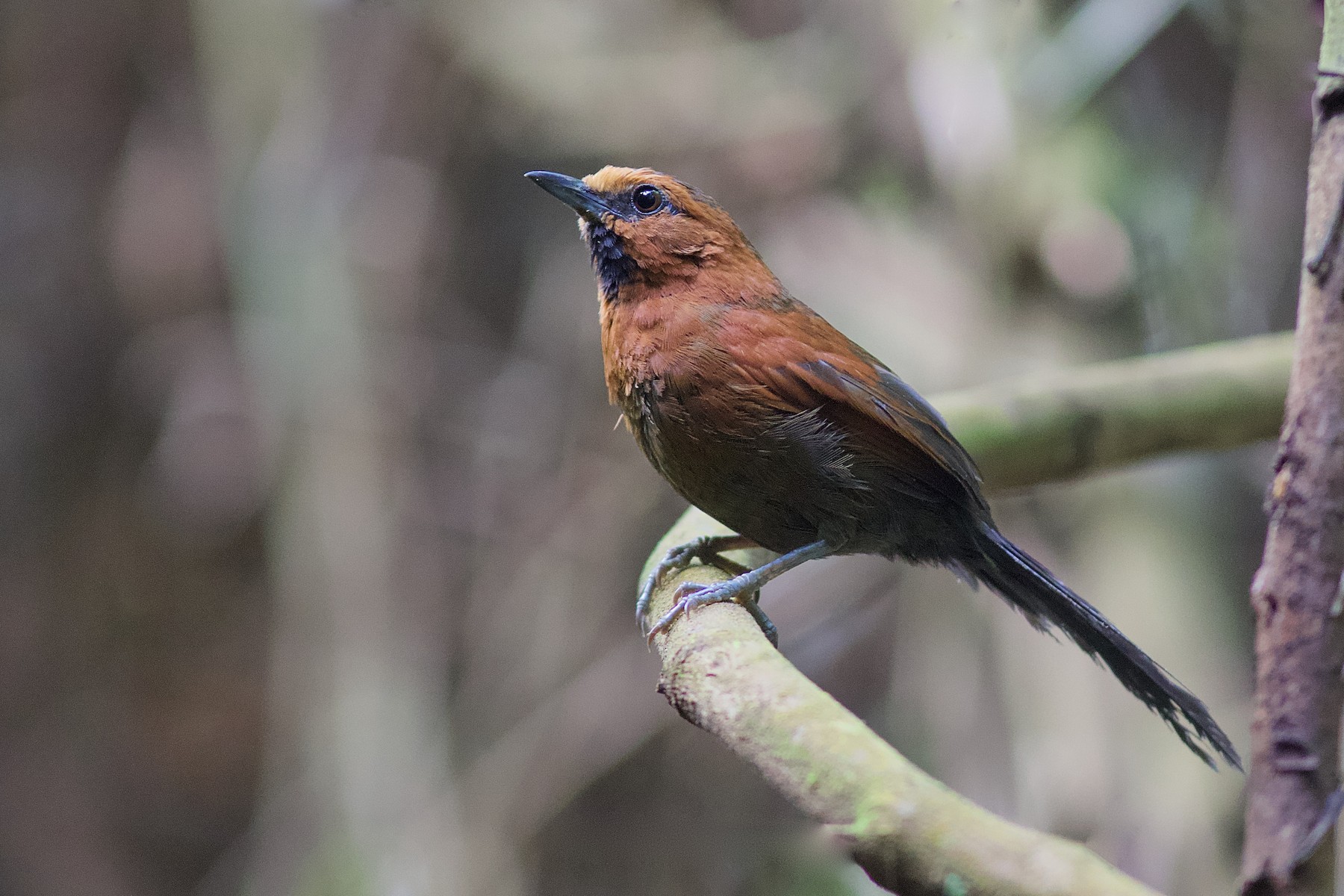 Ruddy Spinetail - eBird