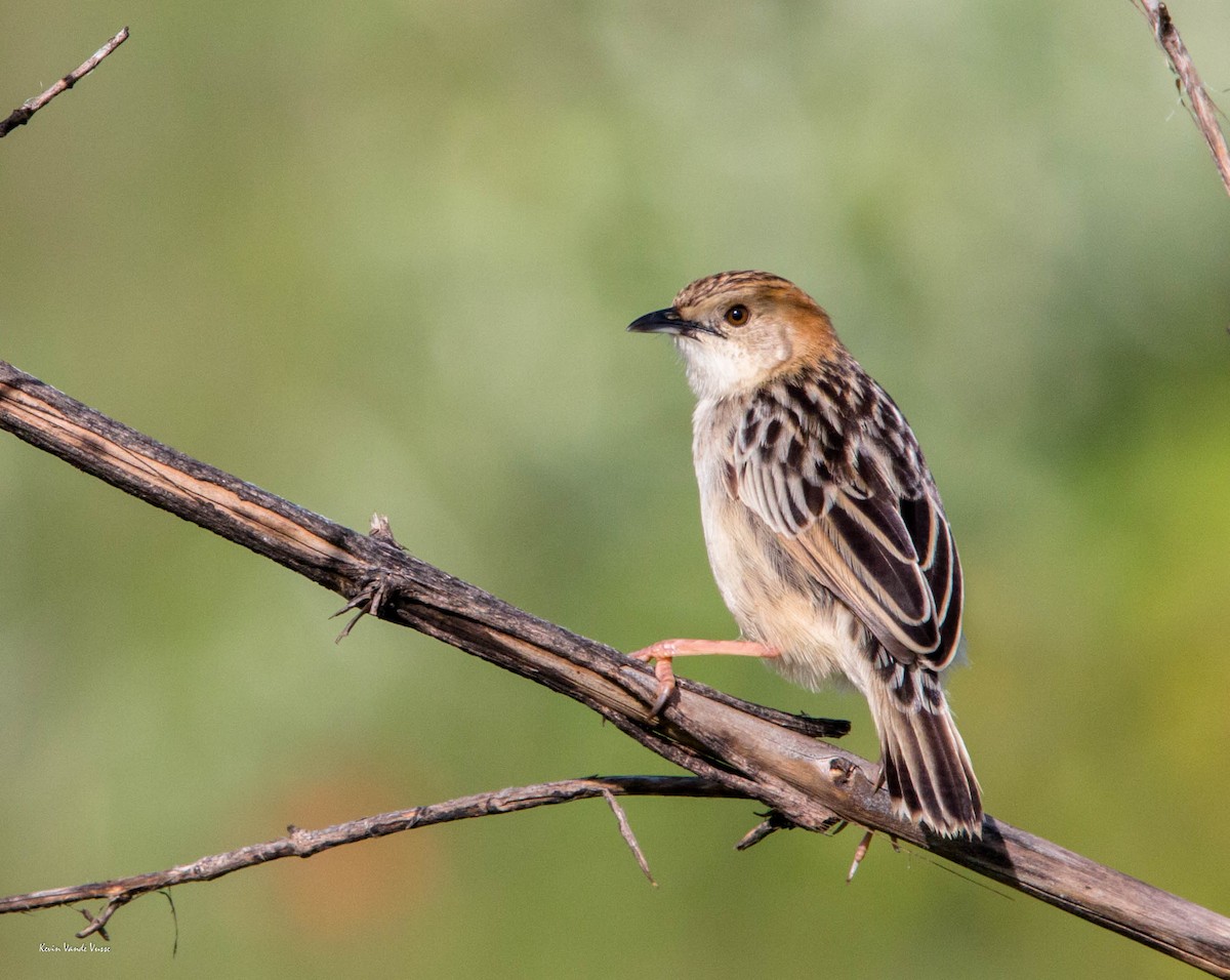 Stout Cisticola - Cisticola robustus - Birds of the World