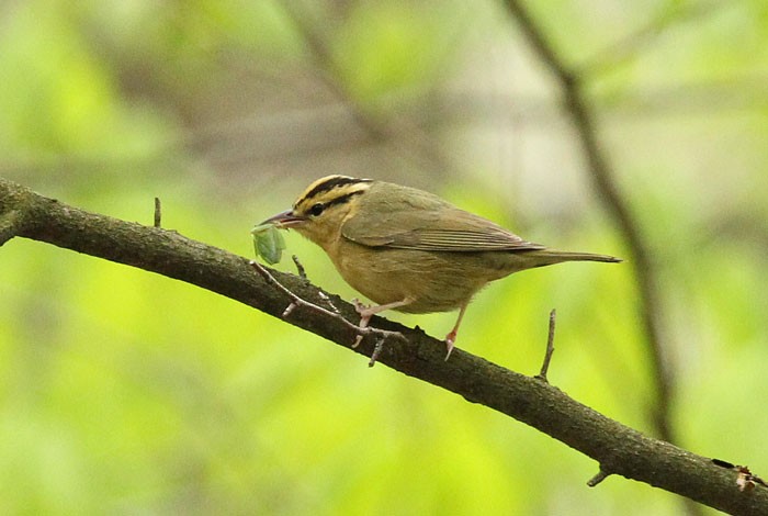 eBird Checklist - 14 May 2018 - Long Point--Backus Woods North - 35 species