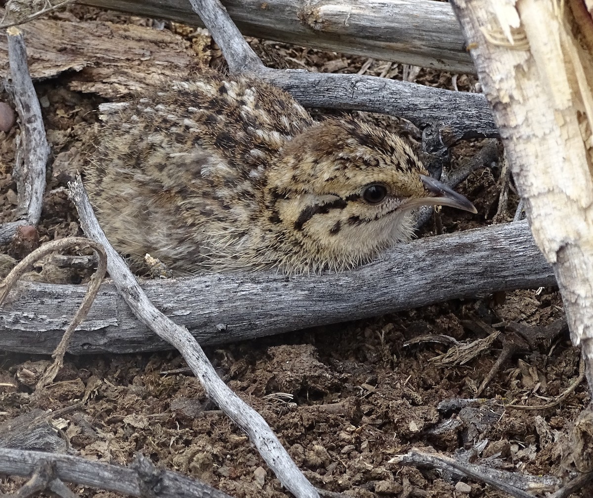 eBird Peru Checklist - 3 Jun 2017 - ACP Mirador del Marañon - 7 species