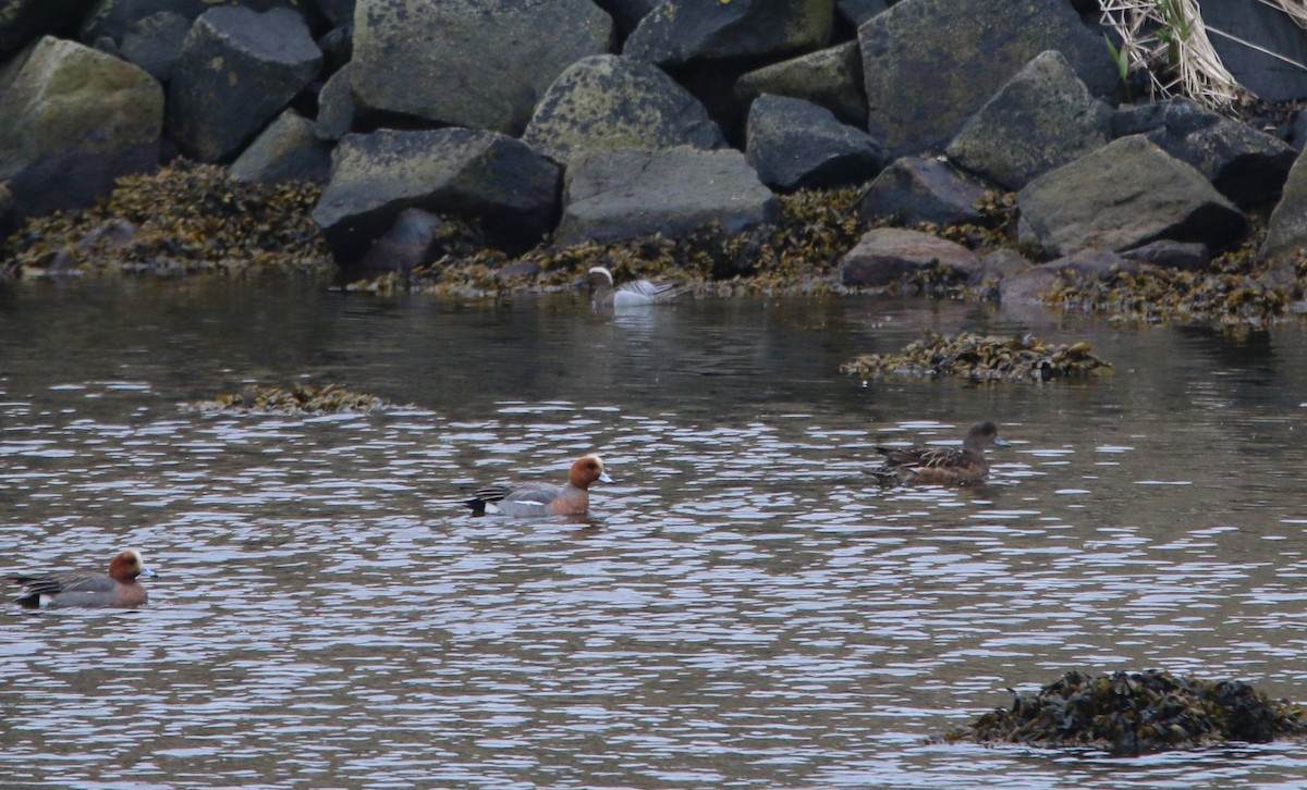eBird Checklist - 15 May 2018 - Shemya Island--Eareckson AS (restricted ...