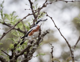 Brubru - Nilaus afer - Birds of the World