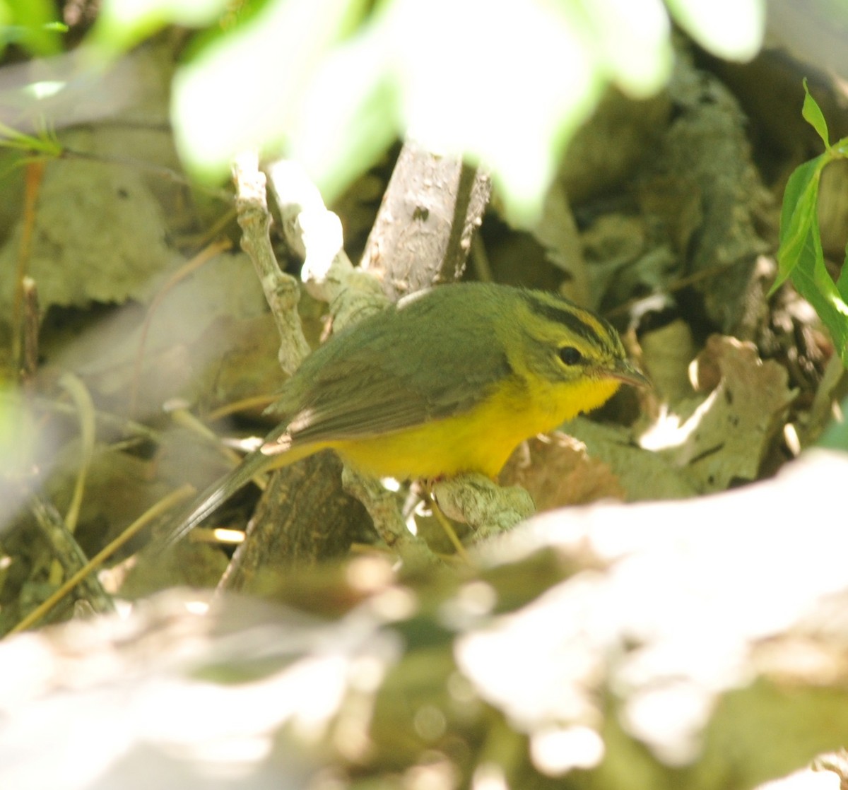 eBird Checklist - 16 May 2018 - Mitchek Ranch (private, view from road ...
