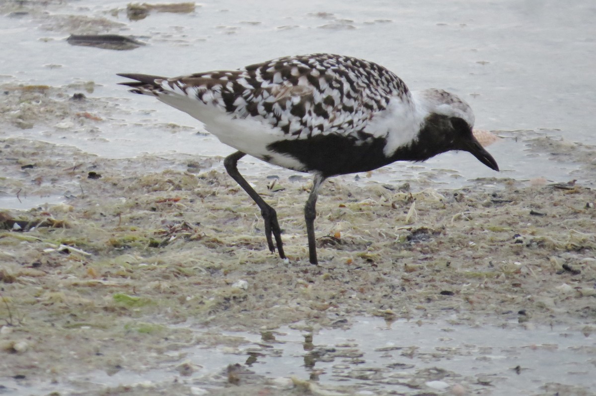 eBird Checklist - 17 May 2018 - Carlos Pointe - 30 species