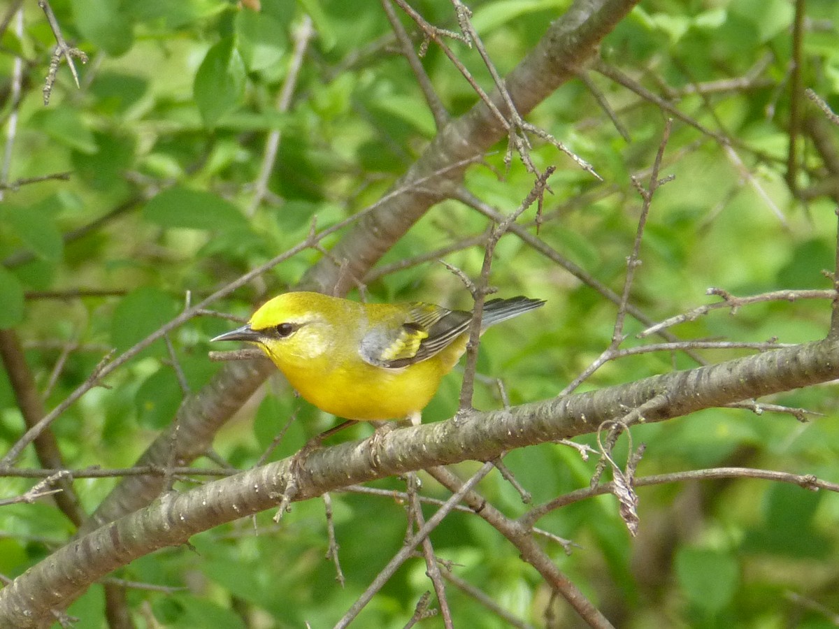 eBird Checklist - 17 May 2018 - MacCready Reserve - 39 species (+2 ...