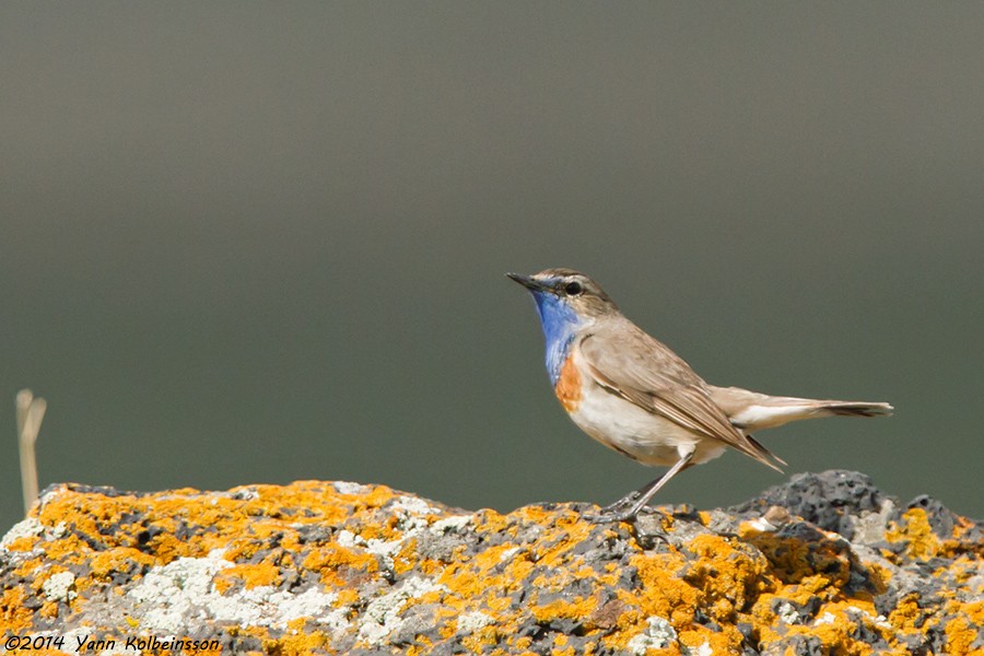 Bluethroat (Caucasian) - eBird