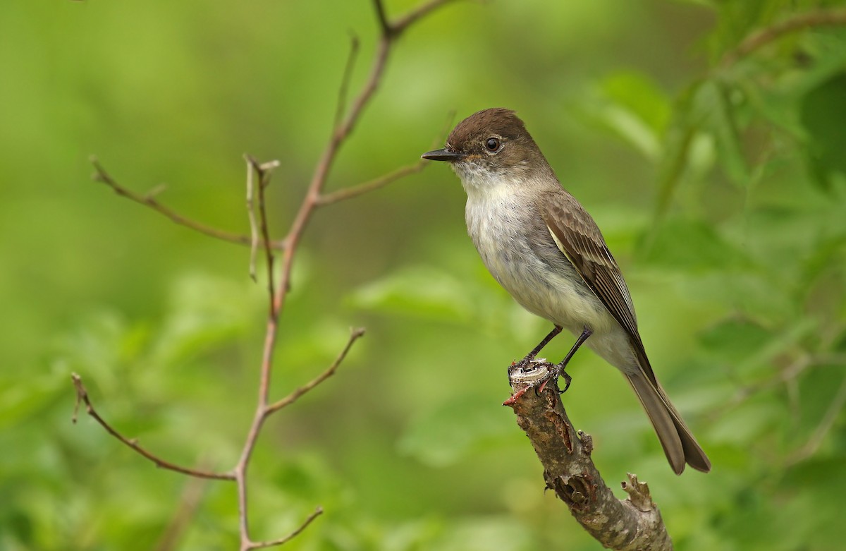 eBird Checklist - 20 May 2018 - Millennium Park - 48 species