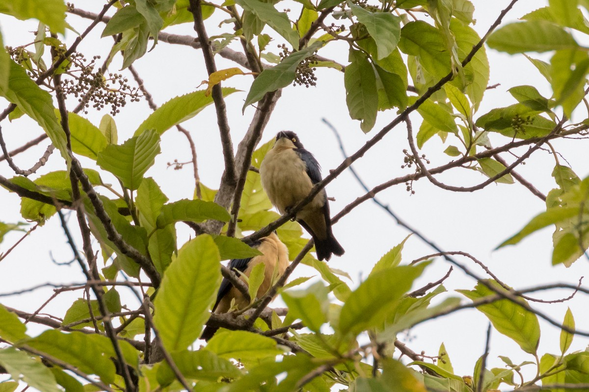 Sharpe's Starling - Pholia sharpii - Birds of the World