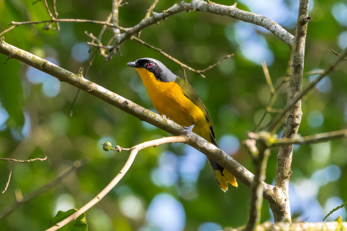 Many-colored Bushshrike - Chlorophoneus multicolor - Birds of the World