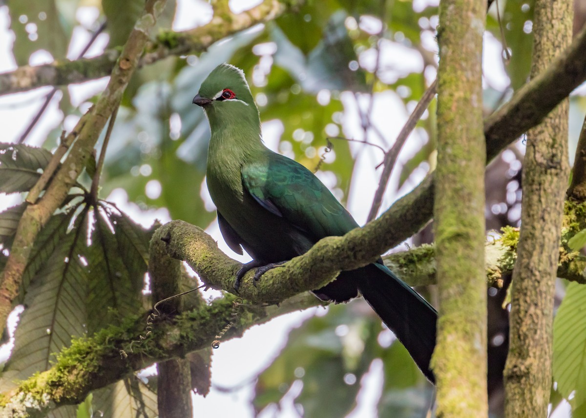 Black-billed Turaco - Tauraco schuettii - Birds of the World