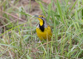 Yellow-throated Longclaw - Macronyx croceus - Birds of the World