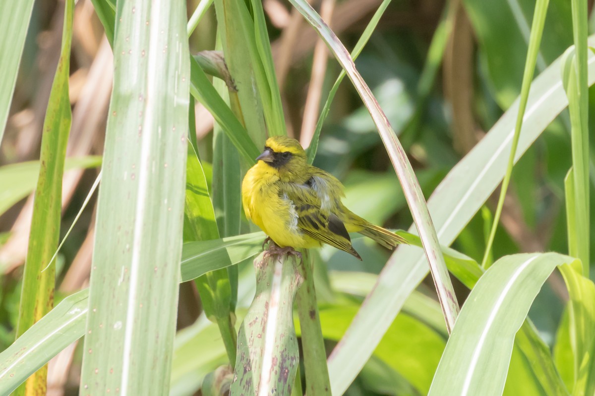 Western Citril - Crithagra frontalis - Birds of the World