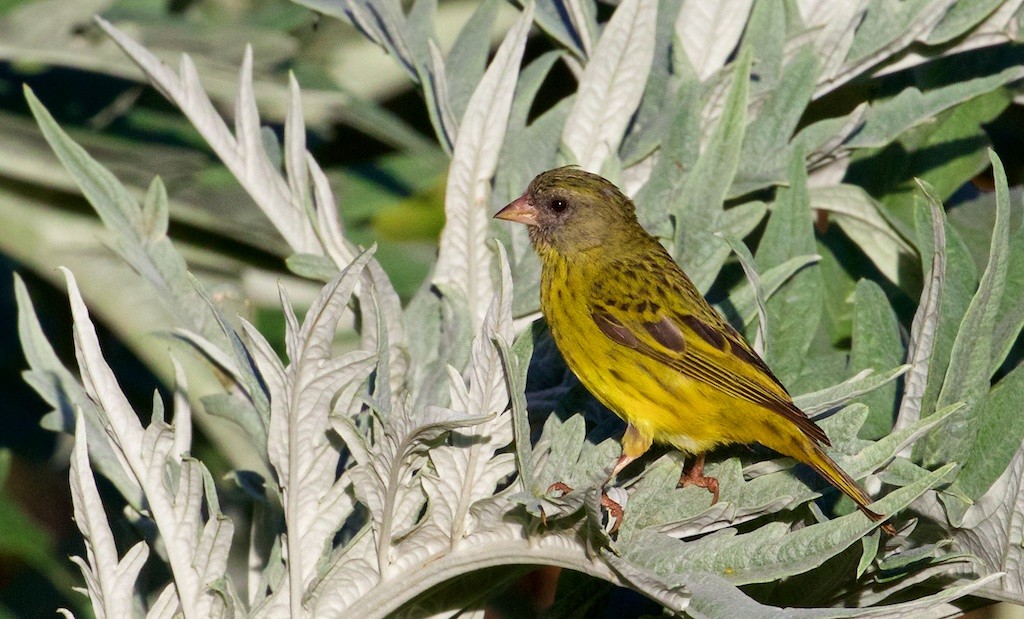 Southern Citril - Crithagra hyposticta - Birds of the World