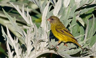 Southern Citril - Crithagra hyposticta - Birds of the World