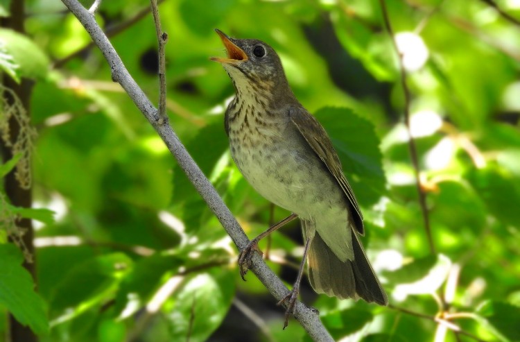 Catharus sp. - eBird