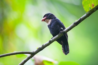 Dusky Broadbill - Corydon sumatranus - Birds of the World