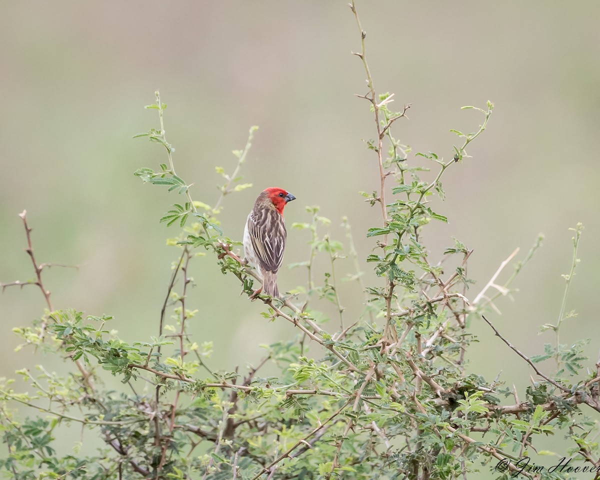 Cardinal Quelea - Quelea cardinalis - Birds of the World