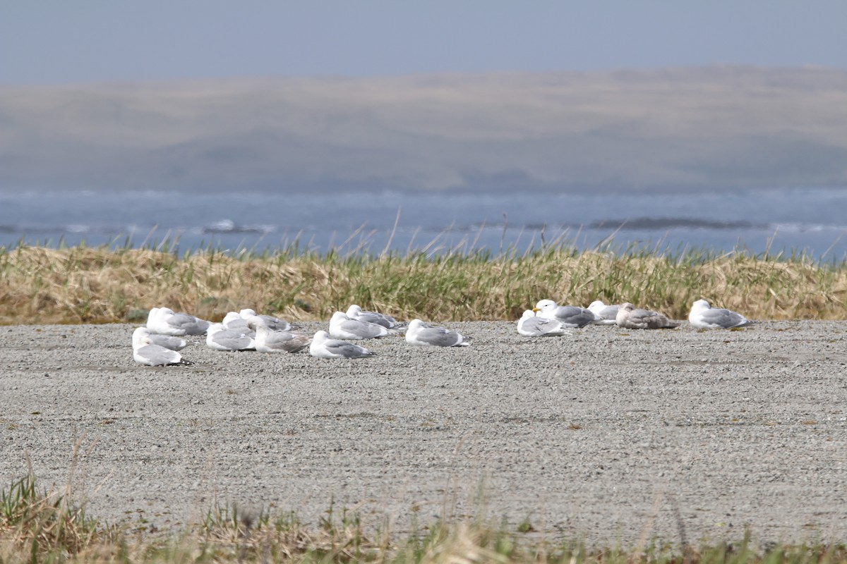 eBird Checklist - 22 May 2018 - Shemya Island--Eareckson AS (restricted ...
