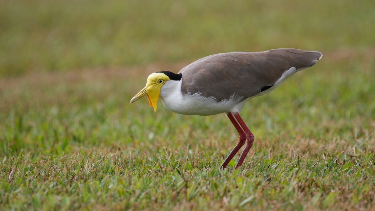 Masked Lapwing (Masked) - eBird