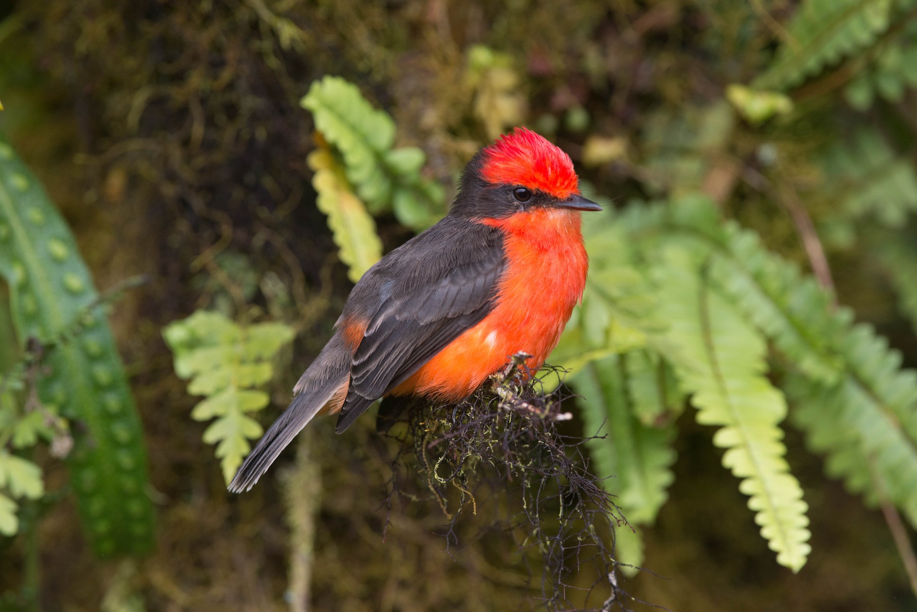Galapagos Ateş Renkli Sinekkapanı (nanus) - eBird