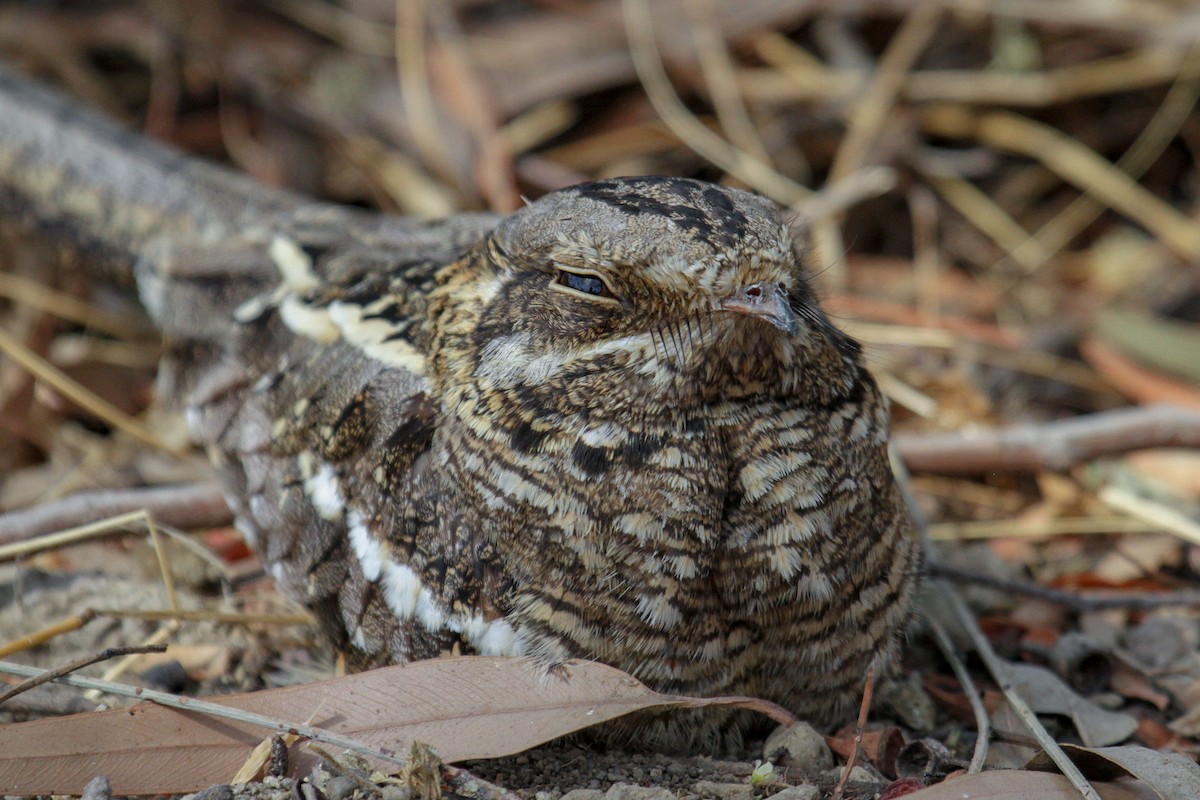 Slender-tailed Nightjar - Caprimulgus clarus - Birds of the World