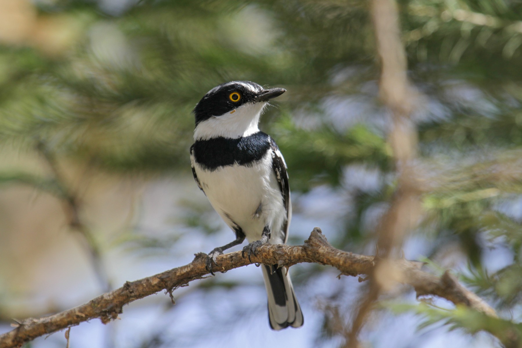 Western/Eastern Black-headed Batis - eBird