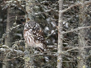 Boreal Owl - eBird