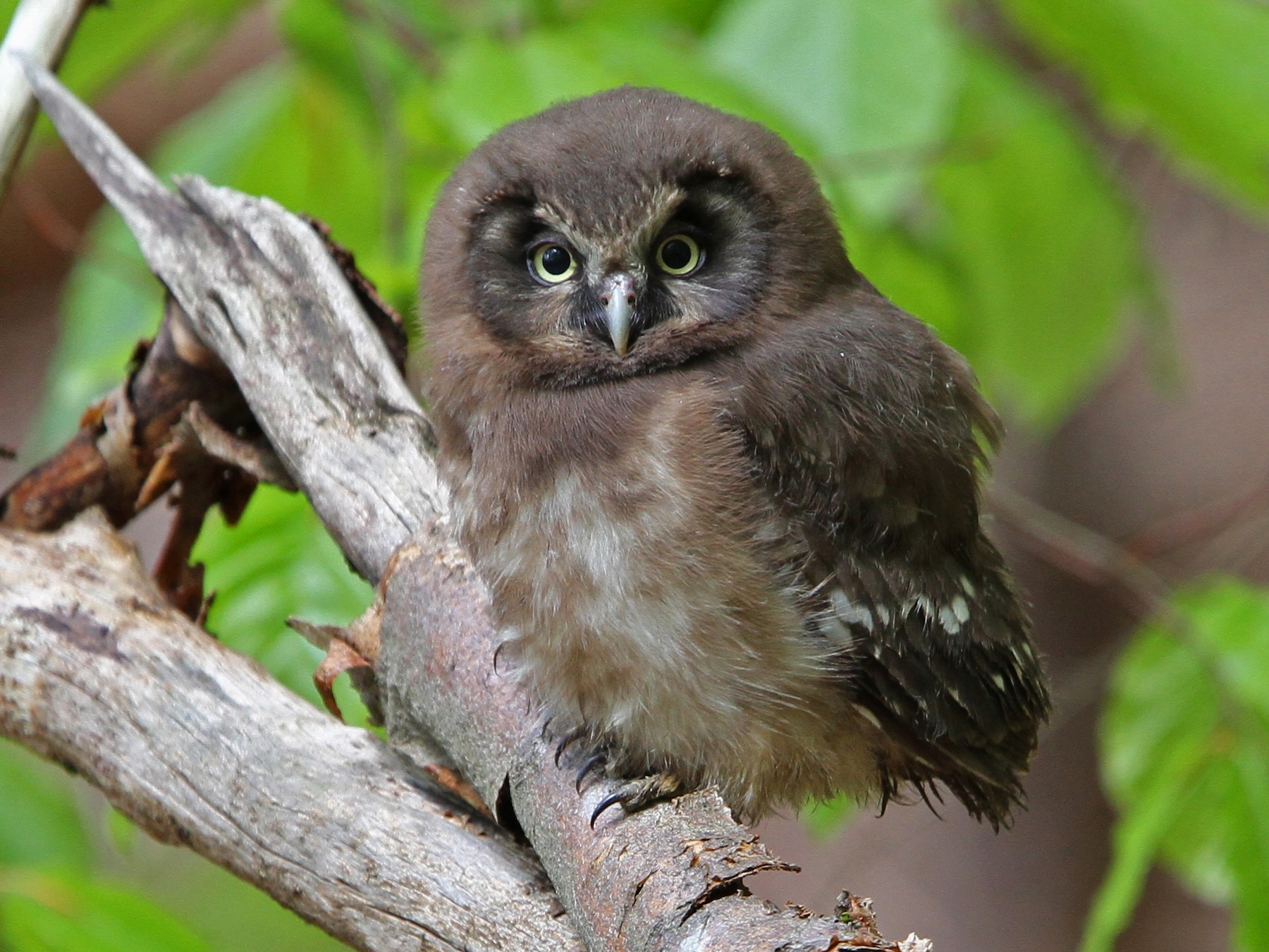 Boreal Owl - eBird