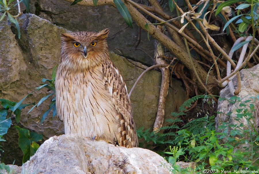 Brown Fish-Owl (Turkish) - eBird