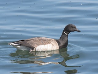 Illustrated Checklist - Oakville--South Shell Park and Suncor Pier ...