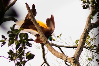 Greater Bird-of-Paradise - Paradisaea apoda - Birds of the World