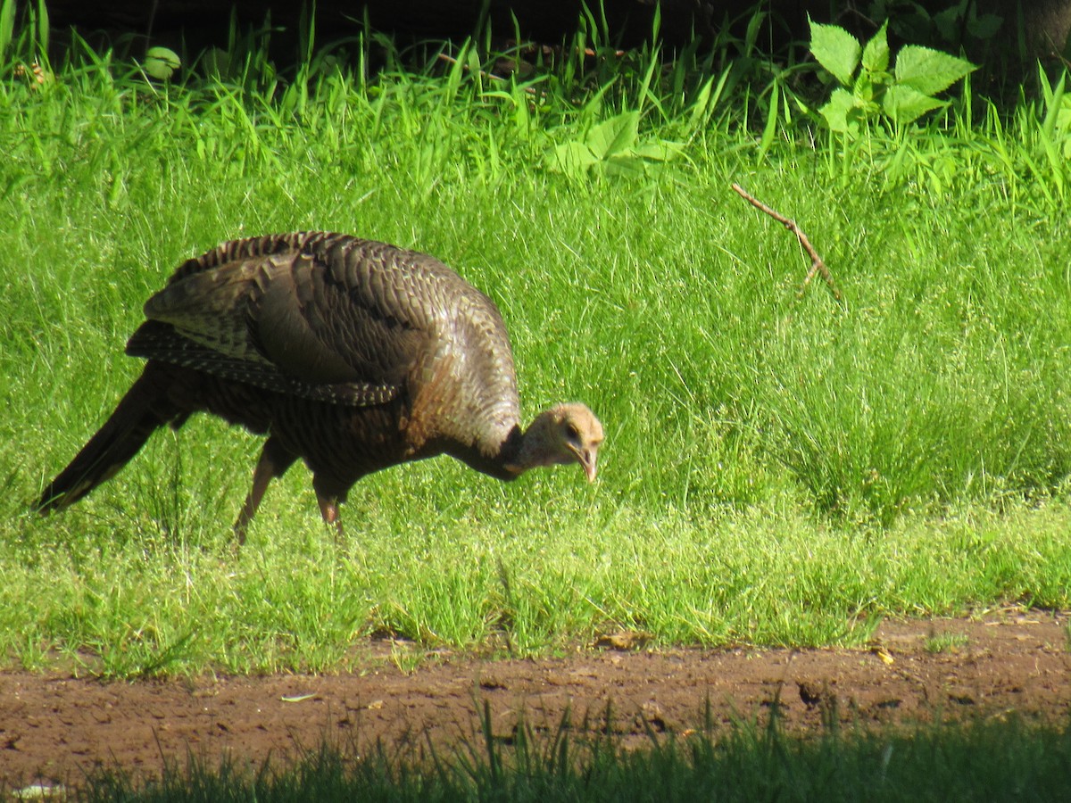 eBird Checklist - 26 May 2018 - Garret Mountain Reservation (Park) - 47 ...