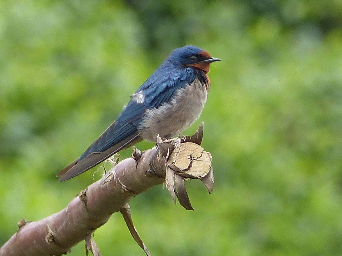 Angola Swallow - Hirundo angolensis - Birds of the World