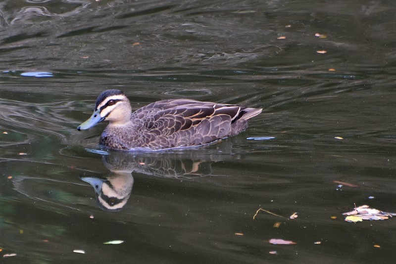 eBird Checklist - 28 May 2018 - Nepean River Cycleway, Camden - 32 species