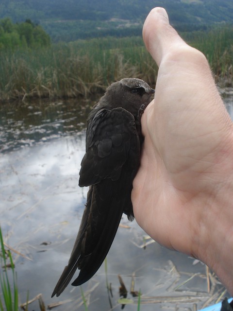 Black Swift Bird