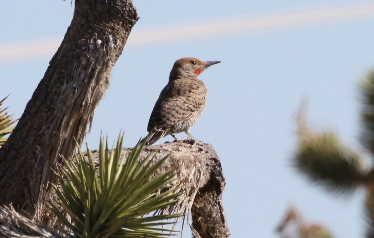 eBird Checklist - 26 May 2018 - Mojave National Preserve--Powerline Rd ...