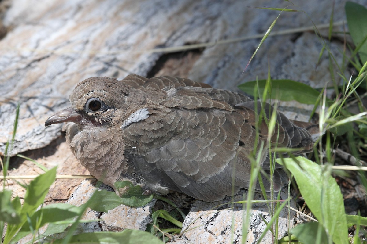 eBird Checklist - 28 May 2018 - Truckee River at Mogul - 26 species