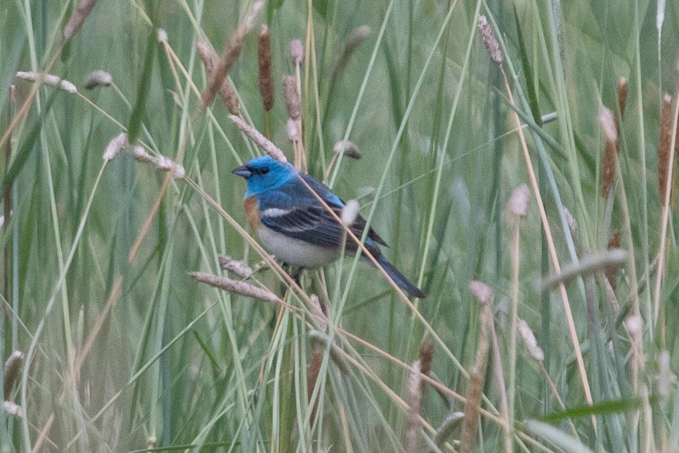 eBird Checklist - 25 May 2018 - Valley of the Rogue SP - 5 species