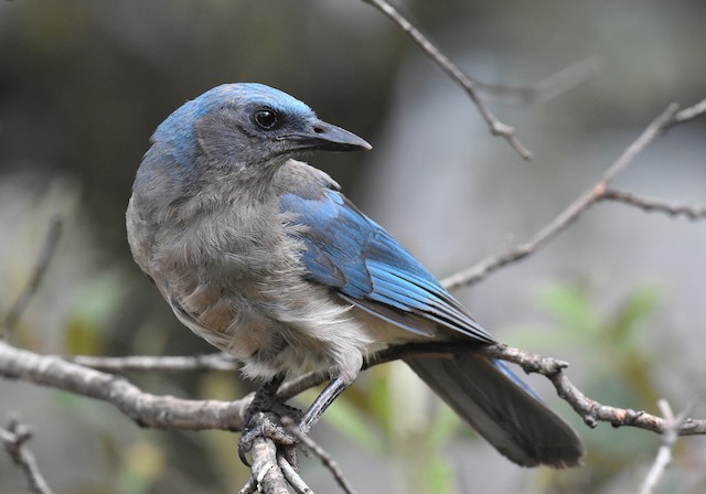 Arizona Scrub Jay