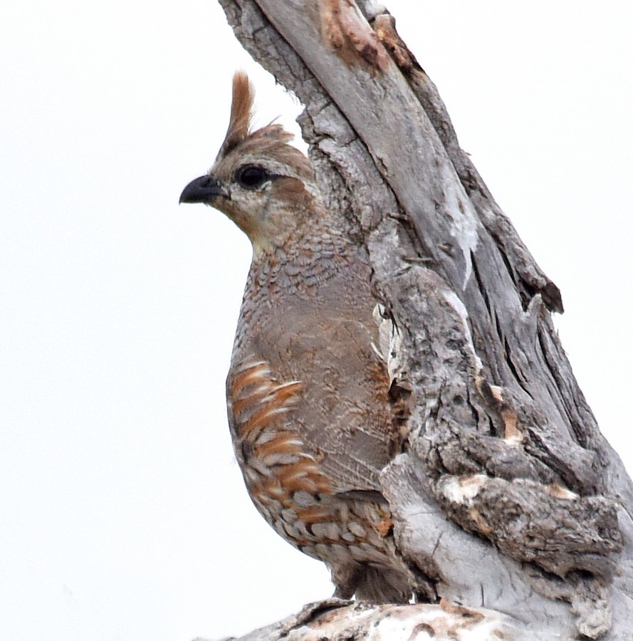 Northern Bobwhite x Scaled Quail (hybrid) - eBird
