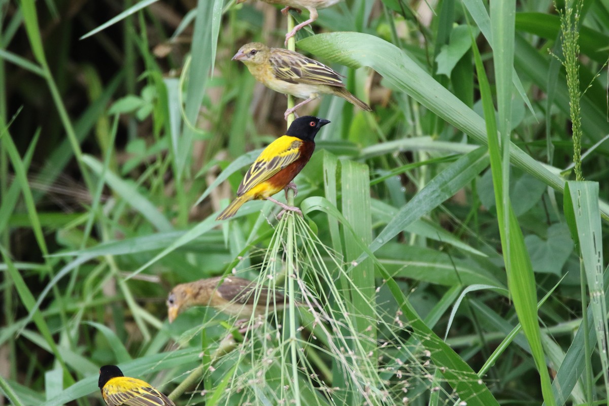 Golden-backed Weaver - Ploceus jacksoni - Birds of the World