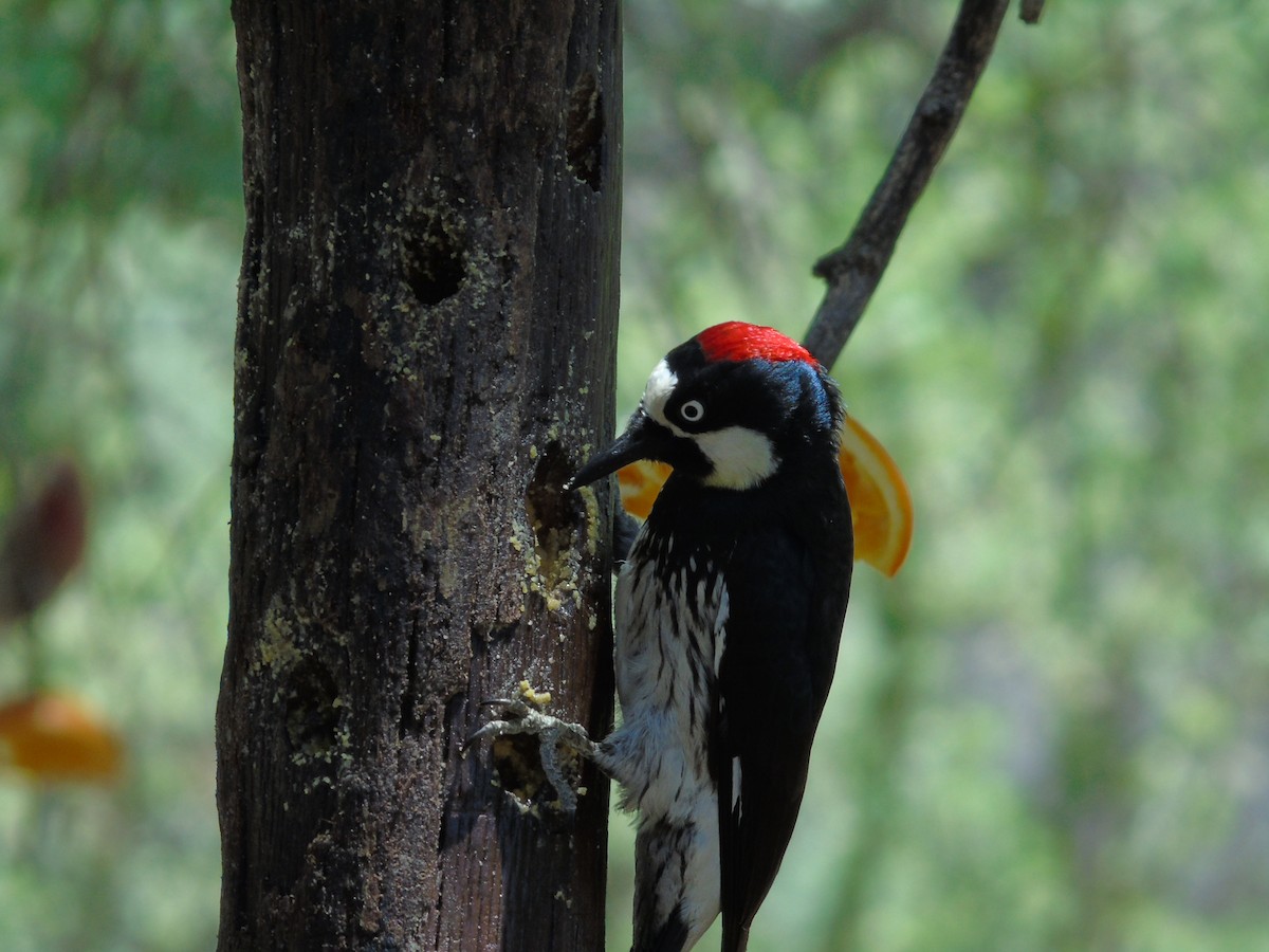 eBird Checklist - 6 May 2018 - Davis Mountains SP (FWTX 23) - 18 species