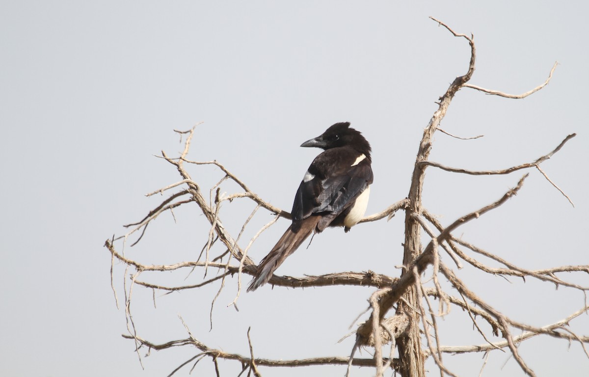 Asir Magpie - Pica asirensis - Birds of the World