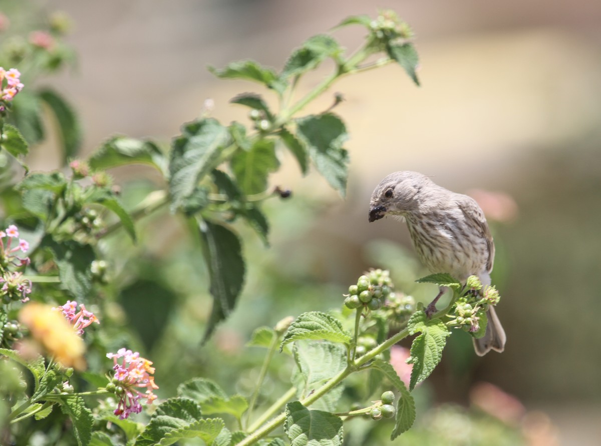Arabian Serin - Crithagra rothschildi - Birds of the World