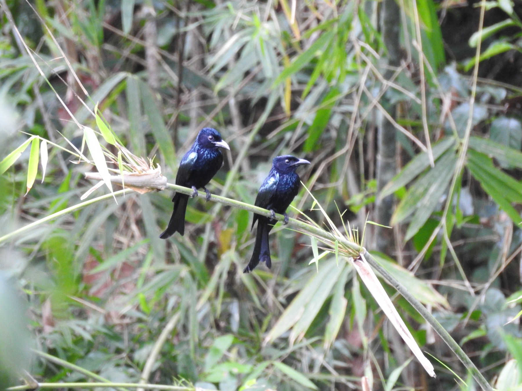 Hair-crested Drongo (Palawan) - eBird