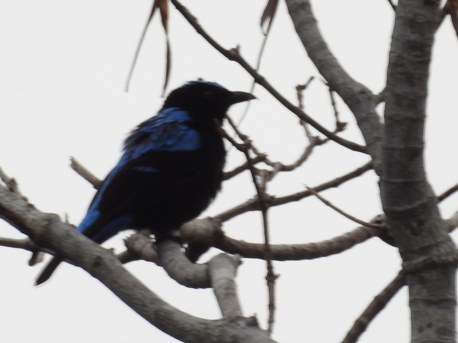 Asian Fairy-bluebird (Palawan) - eBird