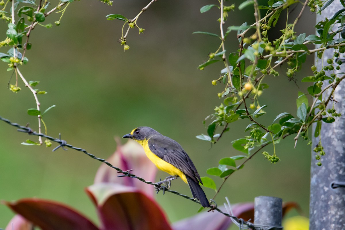 Samoan Whistler - Pachycephala flavifrons - Birds of the World