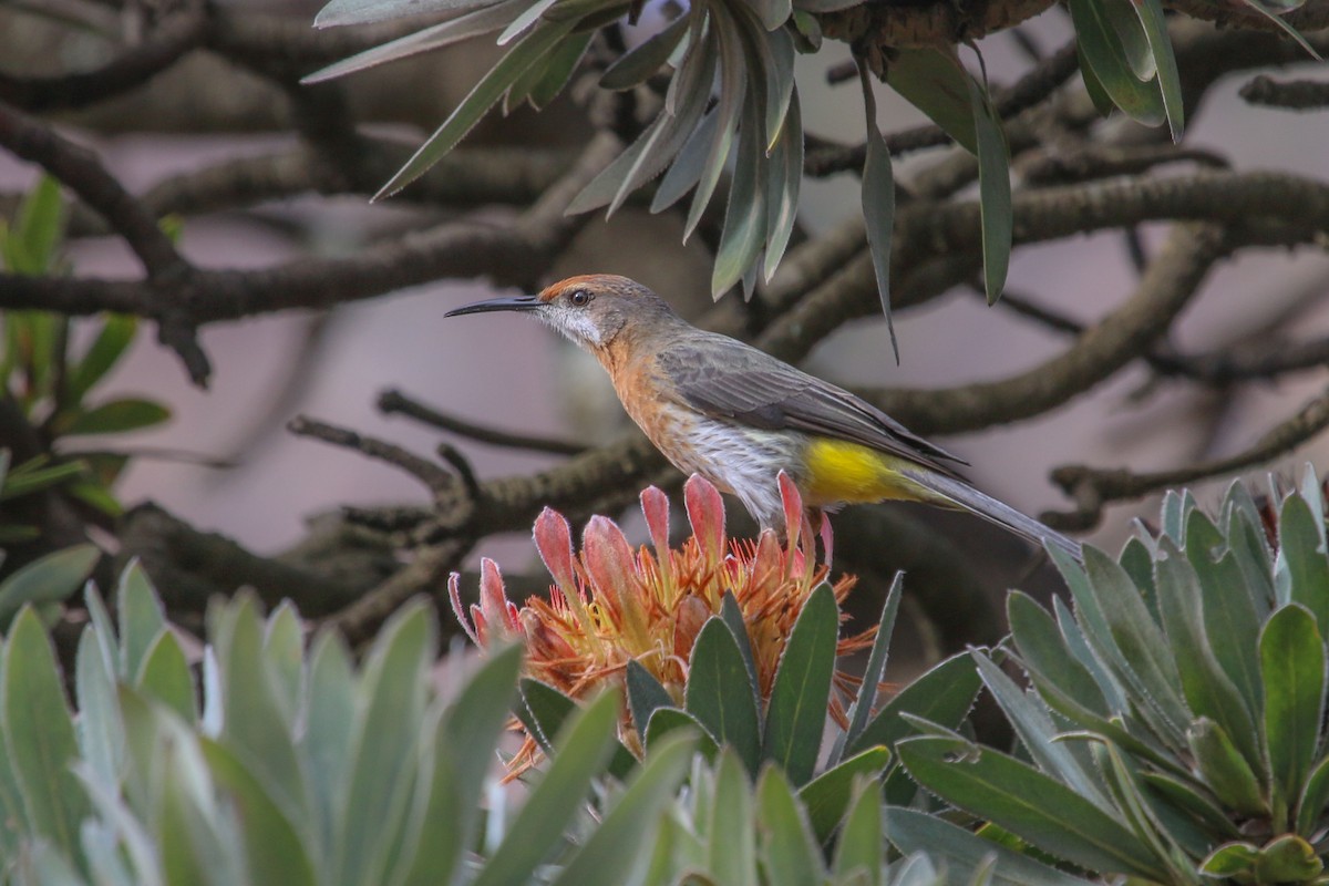 Gurney's Sugarbird - Promerops gurneyi - Birds of the World