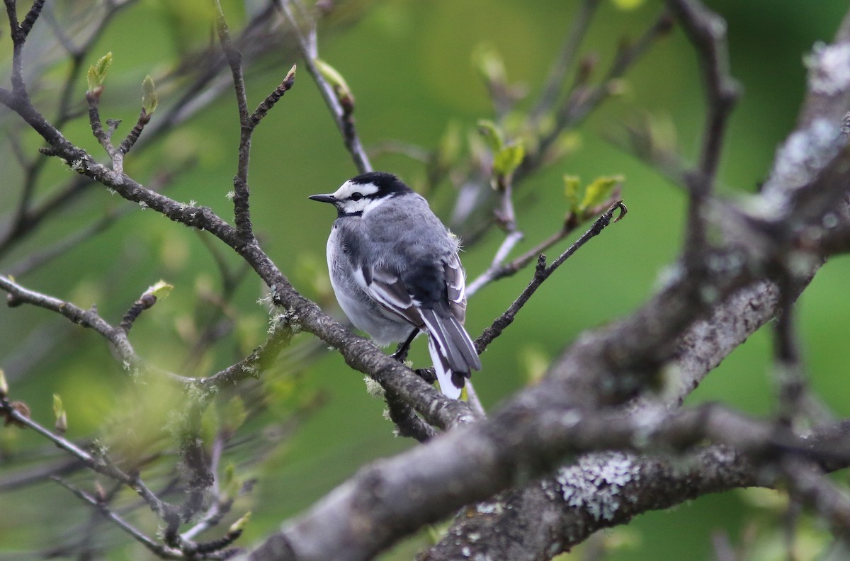 eBird Checklist - 31 May 2018 - Kodiak Is.--City of Kodiak--Mission ...