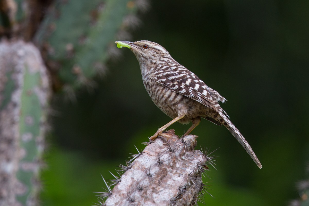 Fasciated Wren - Campylorhynchus fasciatus - Birds of the World